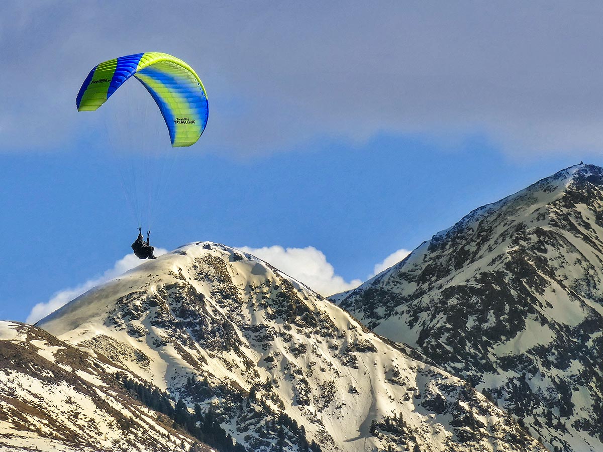 Papillon Bodyguard 7